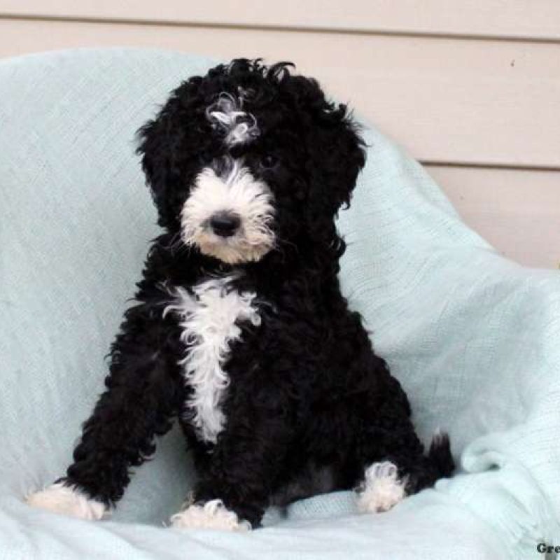Standard Poodle Mix Puppies for Sale | Greenfield Puppies