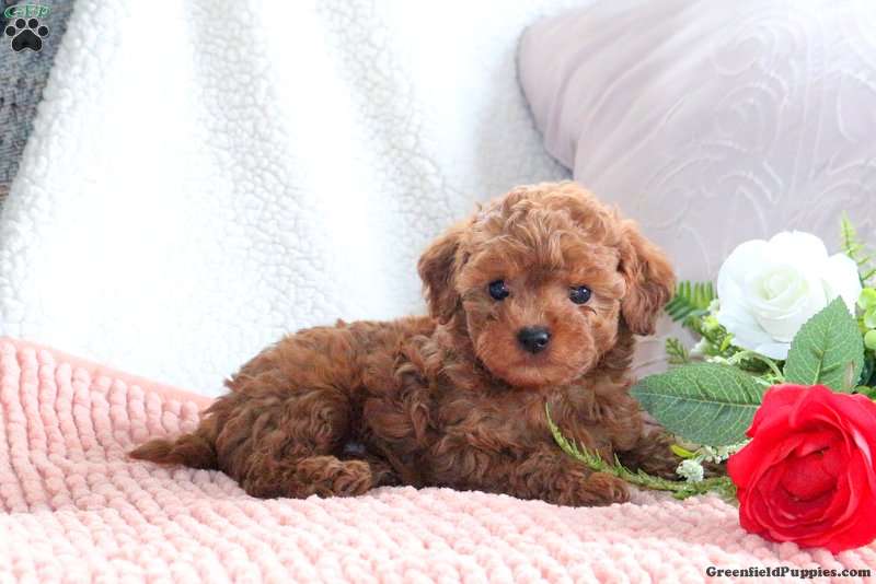 Toy Poodle Mix Puppies For Sale | Greenfield Puppies