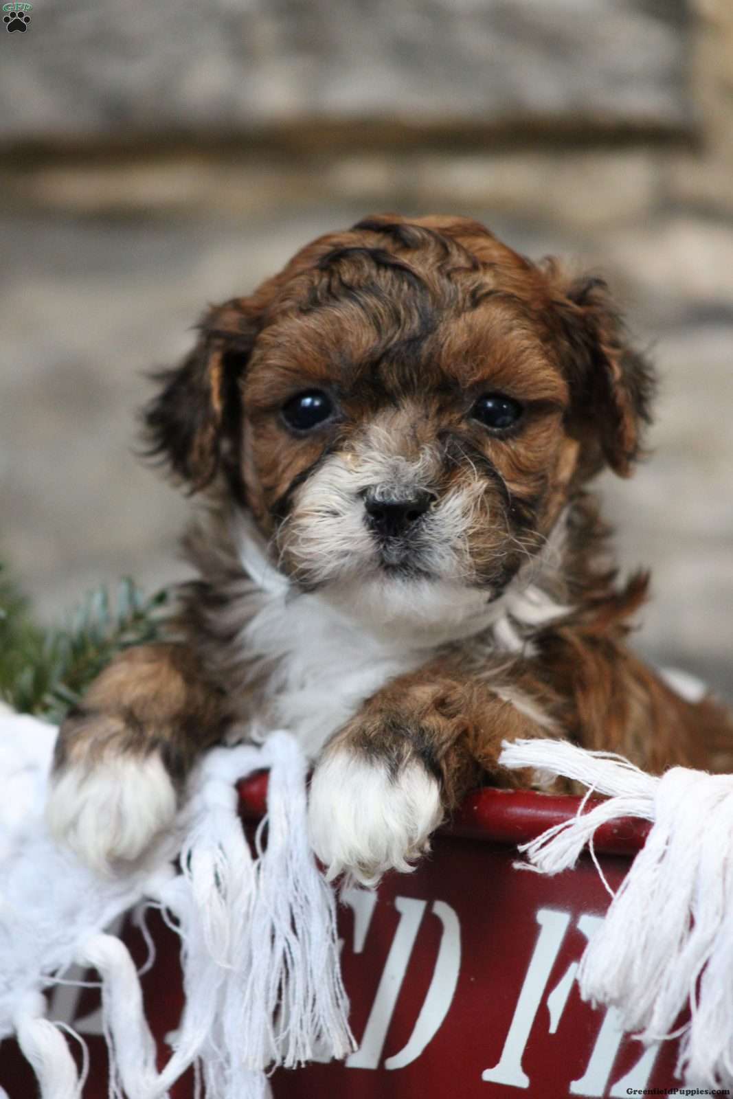 Toy Poodle Mix Puppies For Sale | Greenfield Puppies