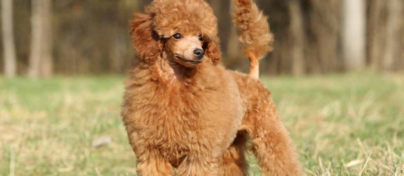 Toy Poodle Puppies For Sale - Greenfield Puppies