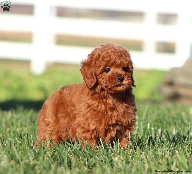 Toy Poodle Puppies For Sale - Greenfield Puppies