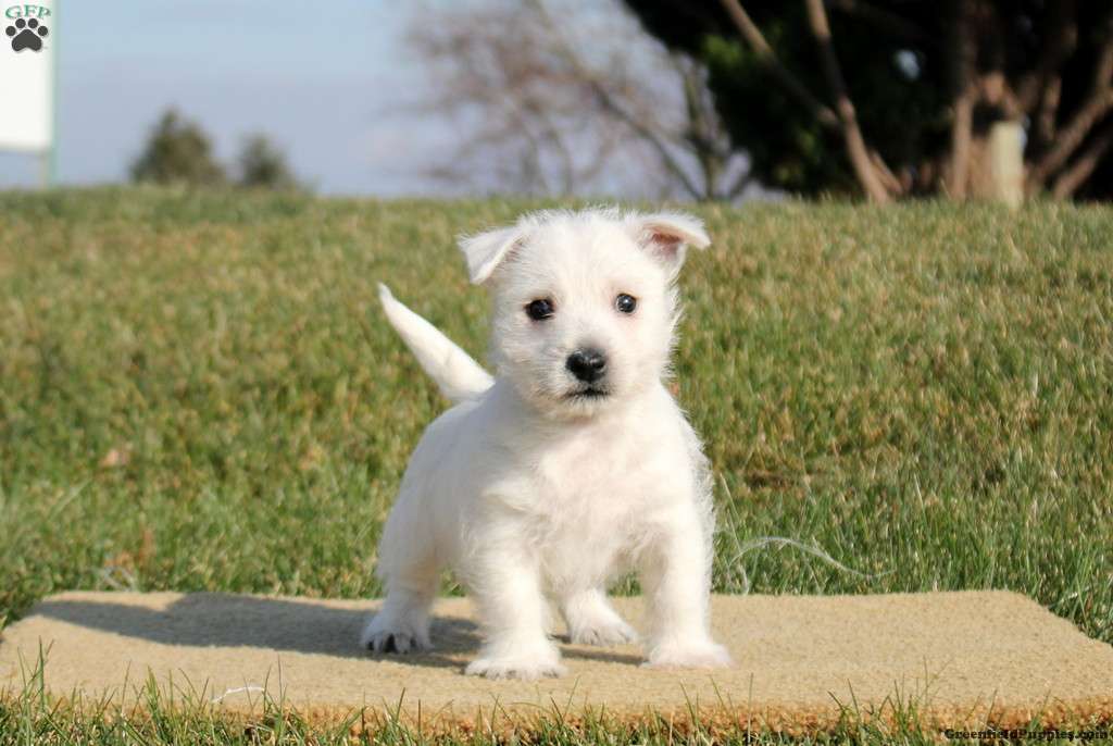 West Highland Terrier Puppies For Sale - Greenfield Puppies