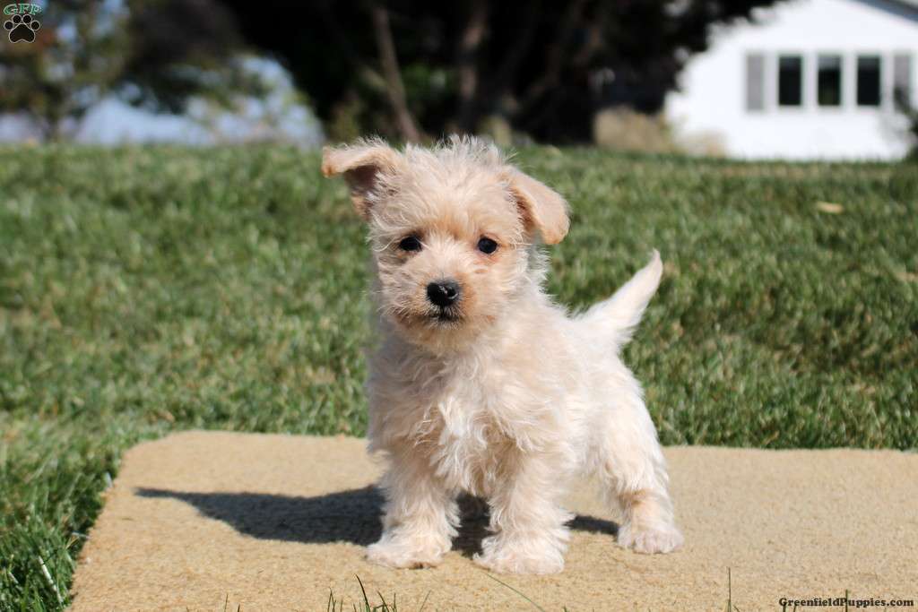 Westiepoo Puppies For Sale | Greenfield Puppies
