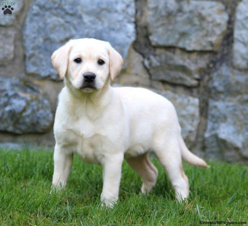 Yellow Labrador Retriever Puppies For Sale - Greenfield Puppies