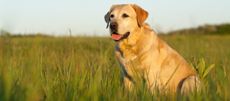 Yellow Labrador Retriever Puppies For Sale - Greenfield Puppies