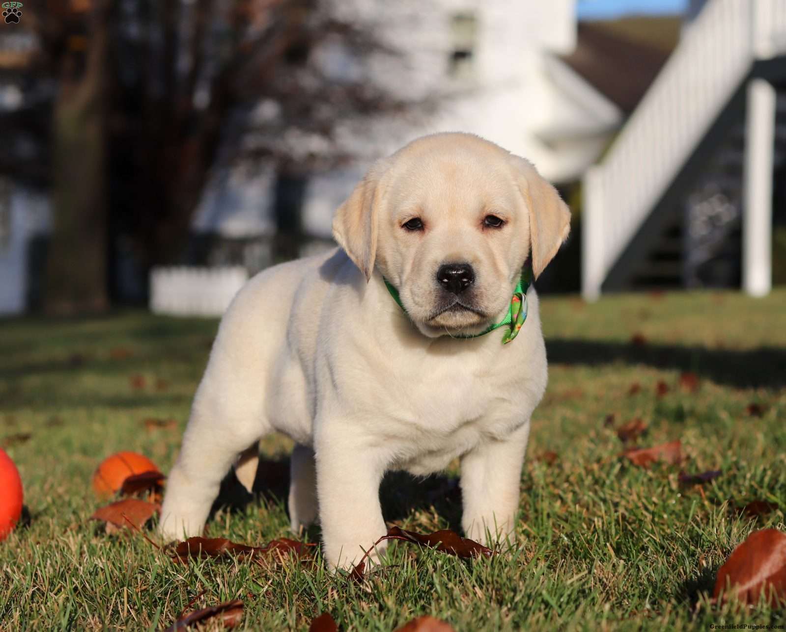 Labrador Mix Puppies For Sale | Greenfield Puppies