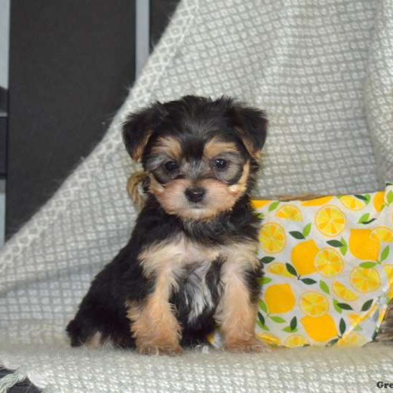 Yorkie-Chon Puppies For Sale | Greenfield Puppies