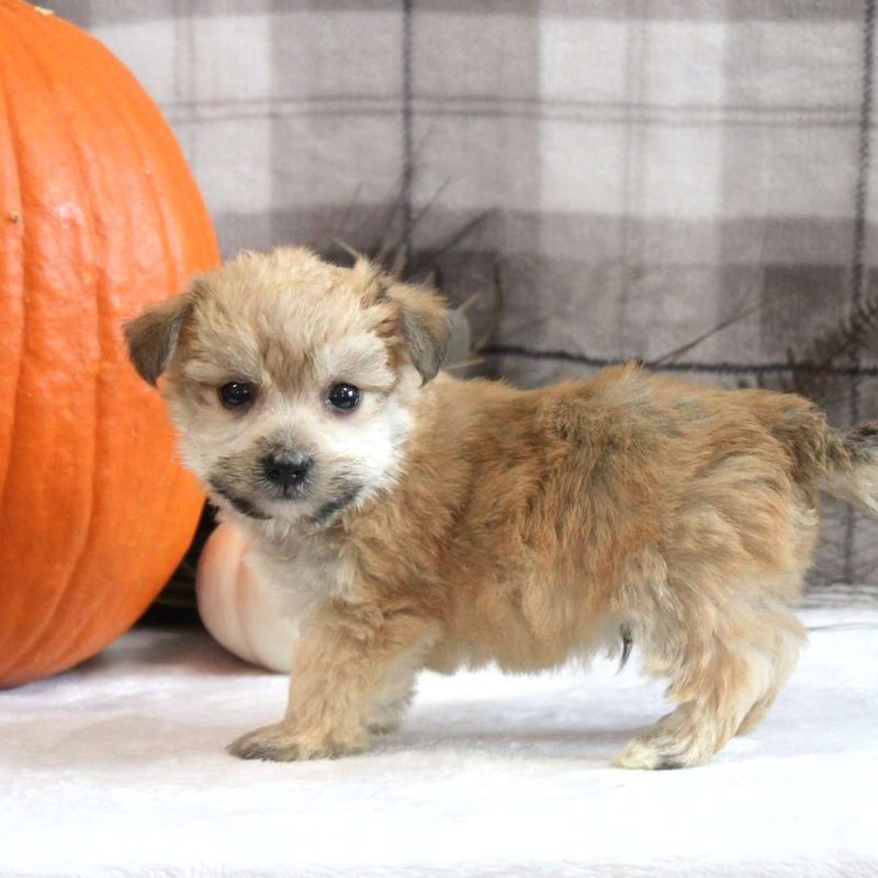 Yorkie-Chon Puppies For Sale | Greenfield Puppies