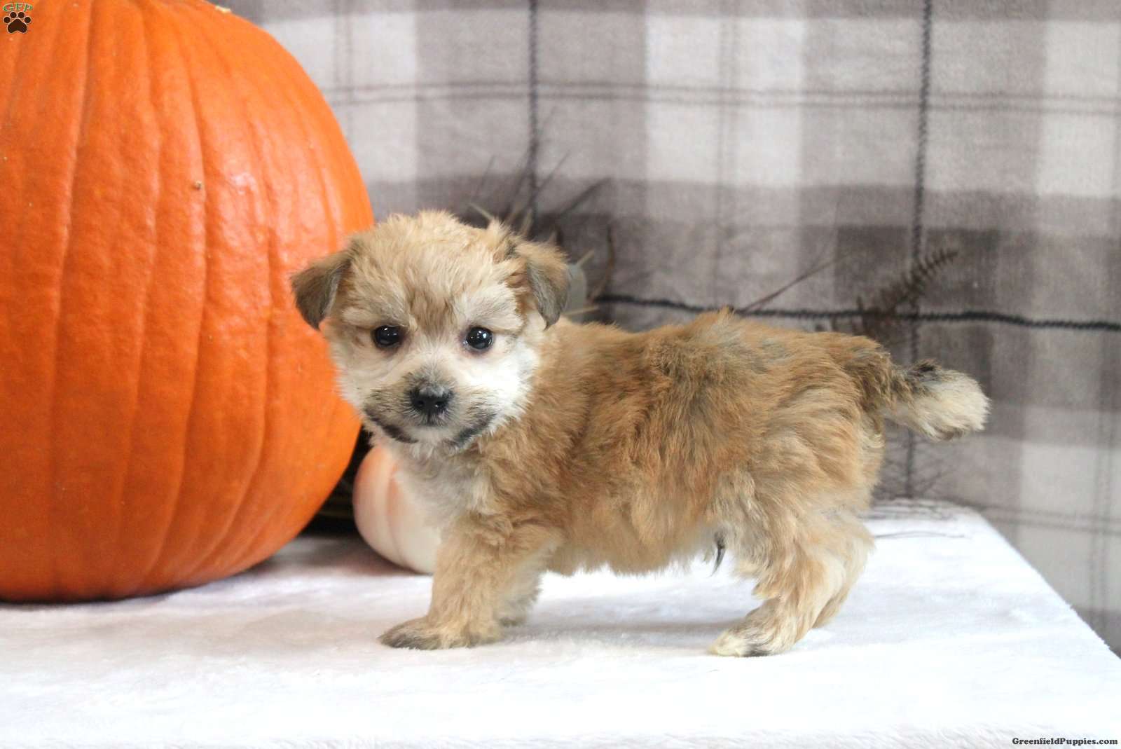 Yorkie Mix Puppies For Sale | Greenfield Puppies