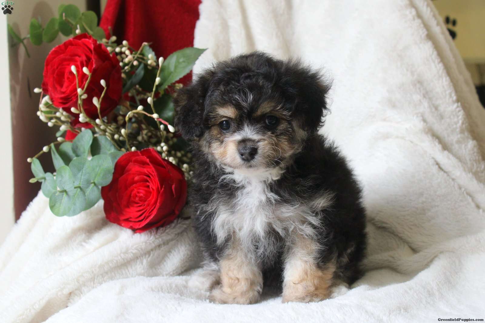 Yorkie Husky Mix Puppies