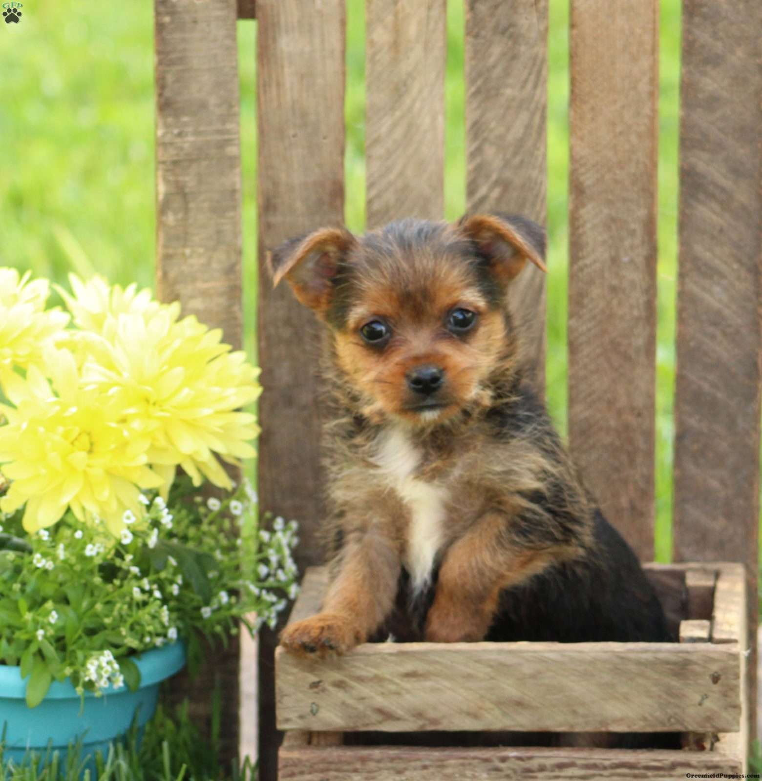 Yorkie Mix Puppies For Sale | Greenfield Puppies