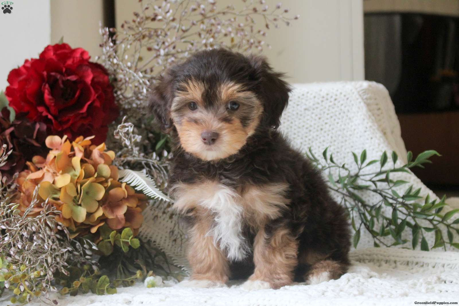 Yorkie Mix Puppies For Sale | Greenfield Puppies