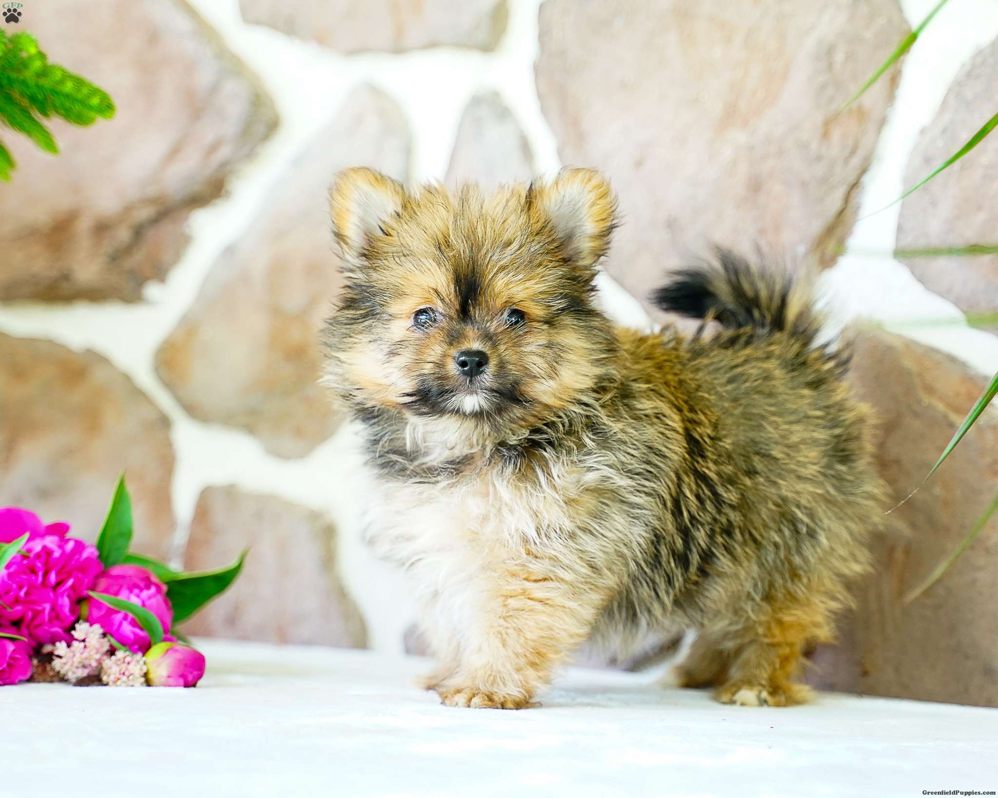 White Pomeranian Yorkie Mix