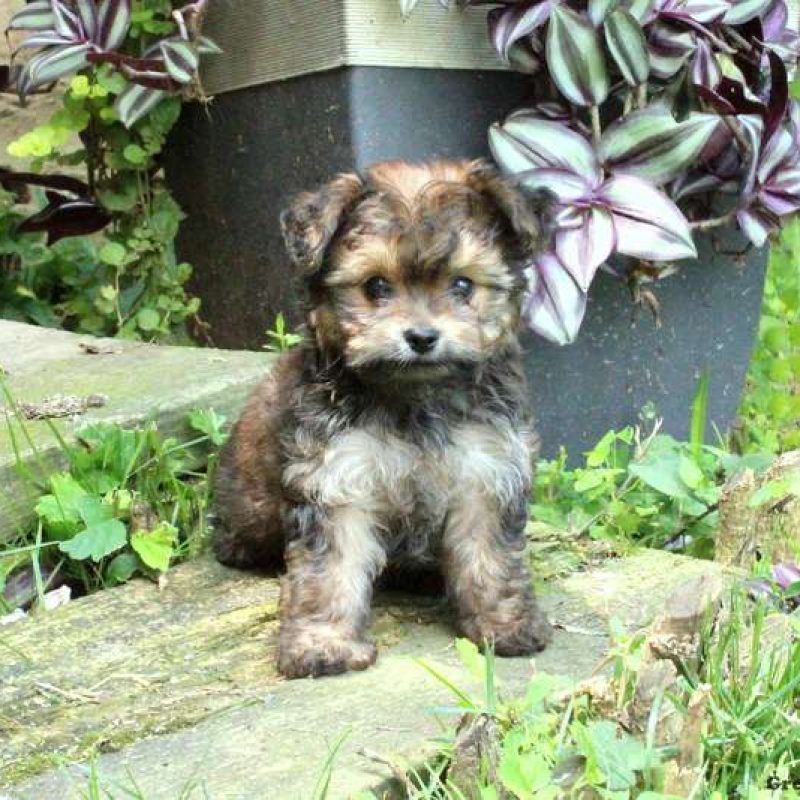 Yorkie Poo Puppies For Sale - Greenfield Puppies