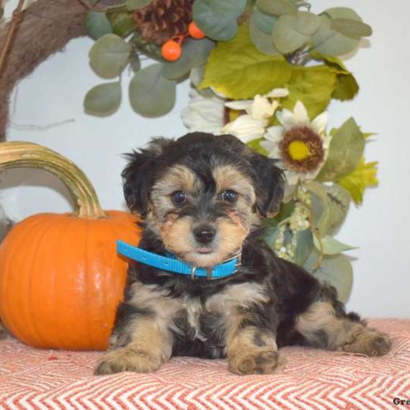Yorkie Poo Puppies For Sale - Greenfield Puppies