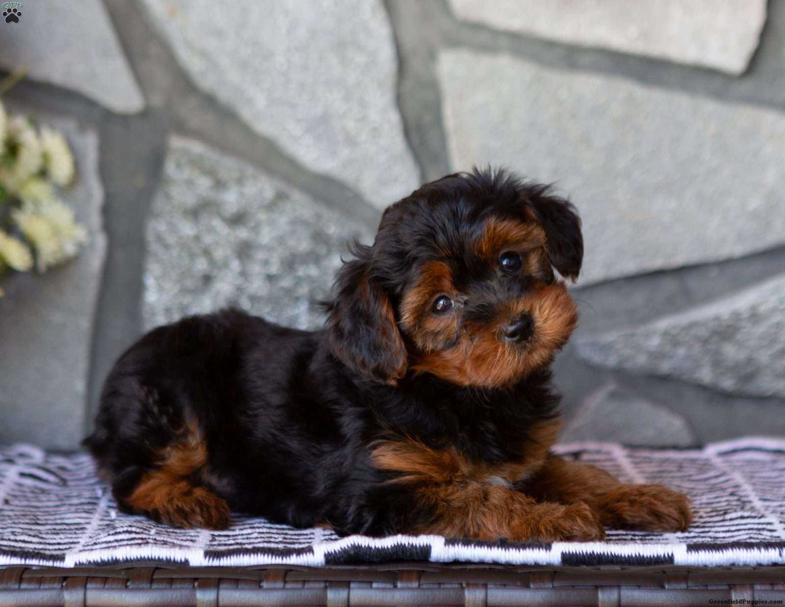 Puppies Yorkie Poo Diego | Two Yorkie Poo Puppies Need A Great Loving