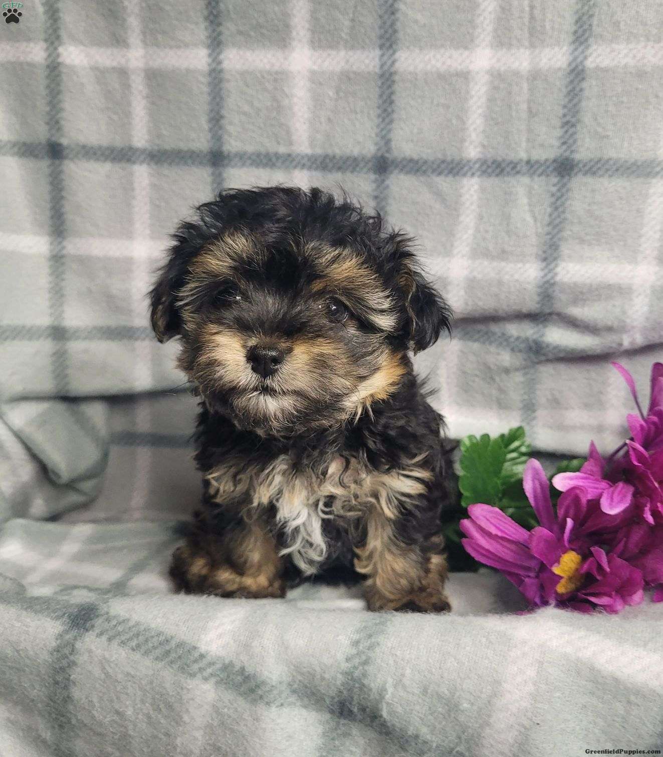 Micro Teacup Yorkie Poo