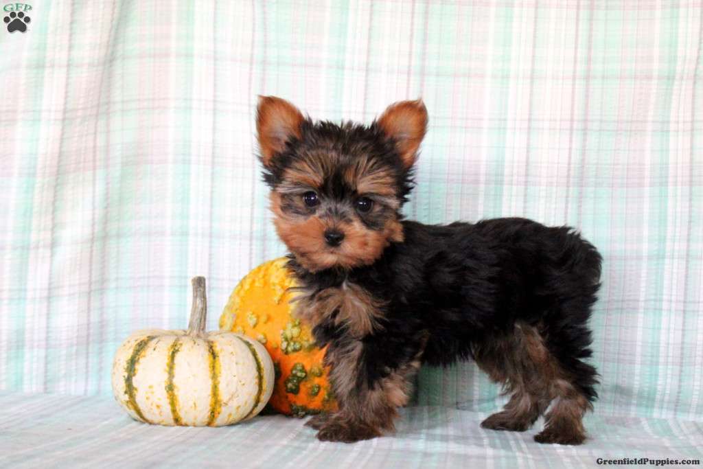 Yorkie-Pom Puppies For Sale | Greenfield Puppies