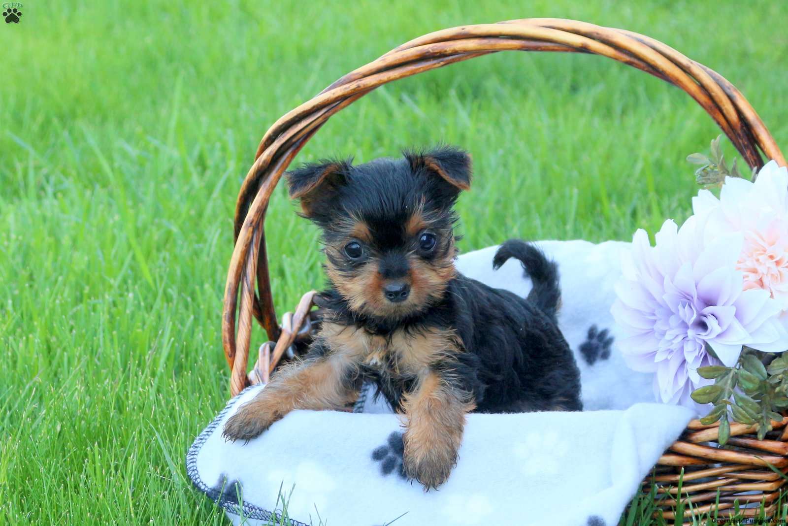 Yorkie-Chon Puppies For Sale | Greenfield Puppies