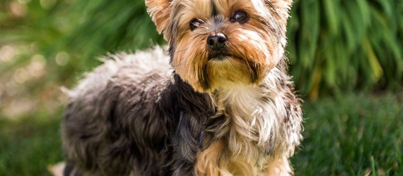 Yorkshire Terrier Puppies for Sale - Greenfield Puppies