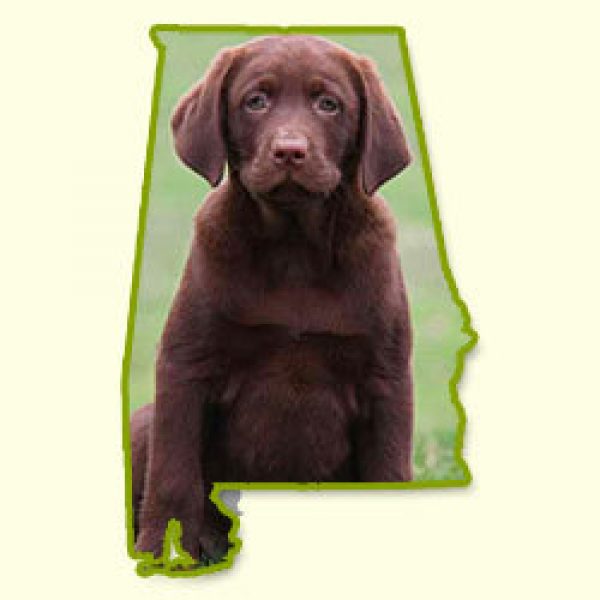 View Puppies From All States | Greenfield Puppies