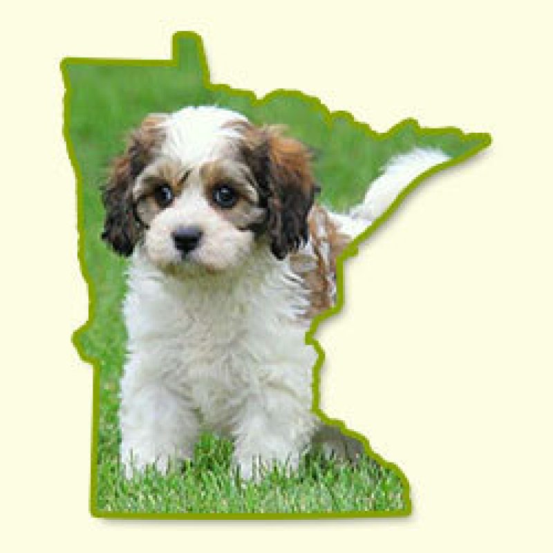 Minnesota - Greenfield Puppies