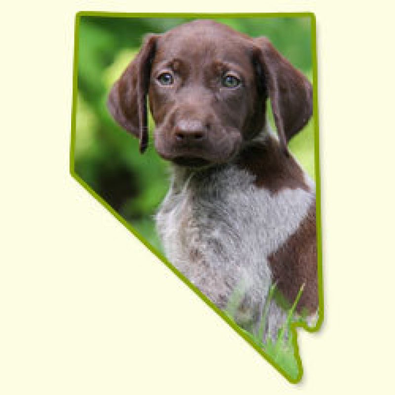 View Puppies From All States | Greenfield Puppies