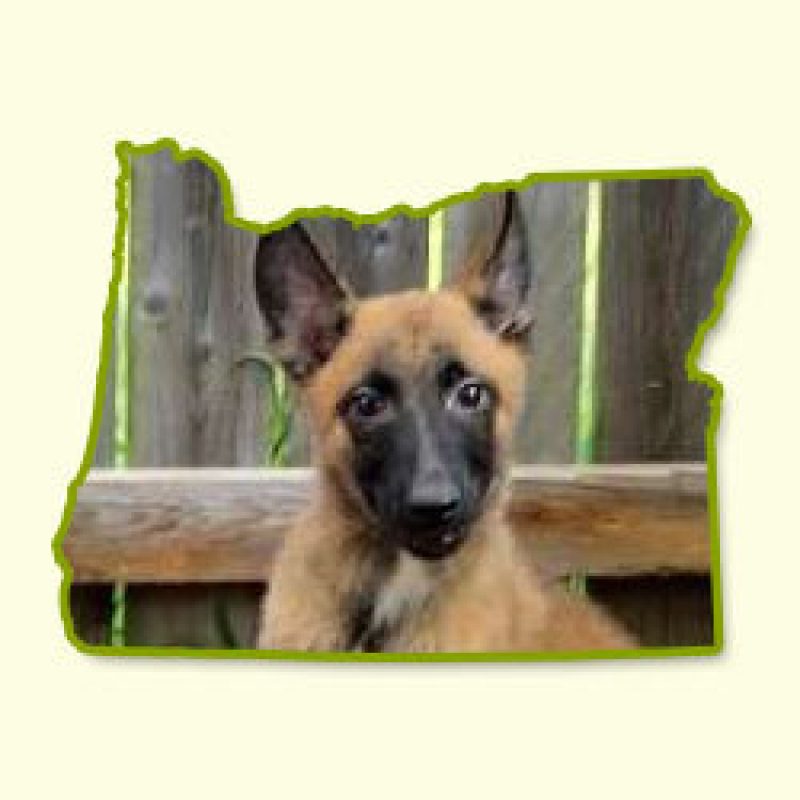 View Puppies From All States | Greenfield Puppies