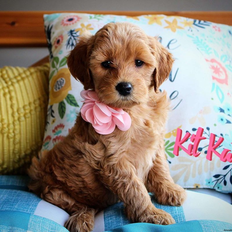 Double Doodle Puppies for Sale | Greenfield Puppies