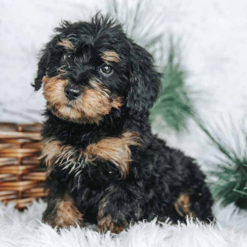 Double Doodle Puppies for Sale | Greenfield Puppies