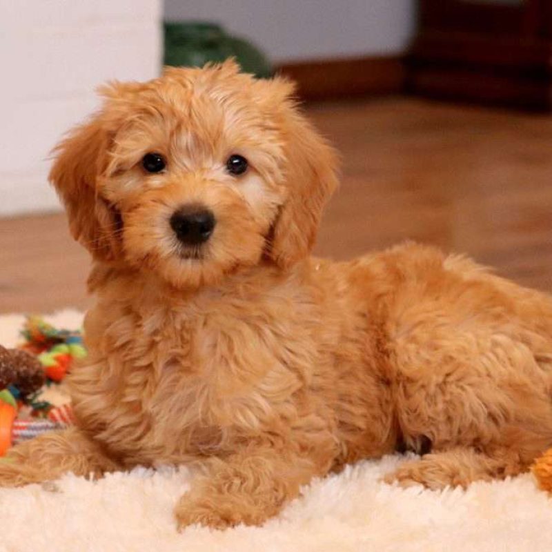Double Doodle Puppies for Sale | Greenfield Puppies