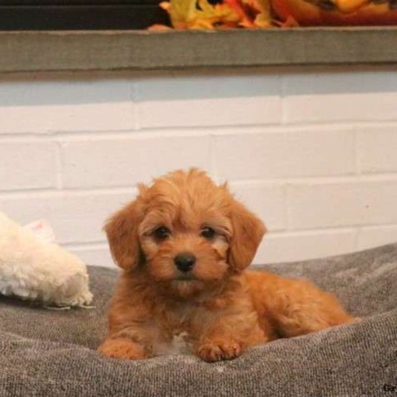 Double Doodle Puppies for Sale | Greenfield Puppies