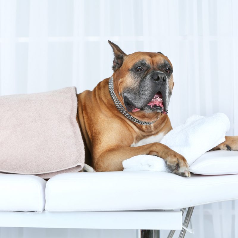 How to Have a Doggie Spa Day at Home | Greenfield Puppies