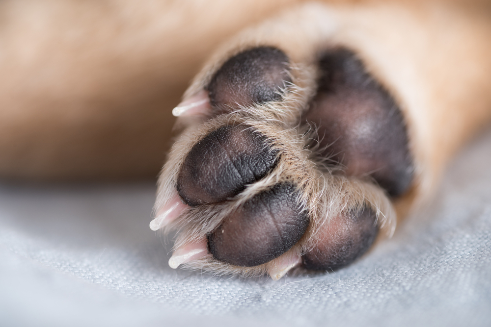 DIY Paw Balm Recipes for Rough and Cracked Paw Pads | GFP