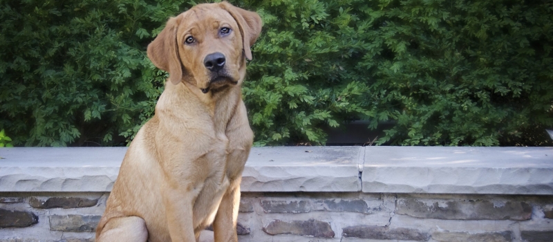 Fox Red Labrador Retriever Puppies for Sale - Greenfield Puppies