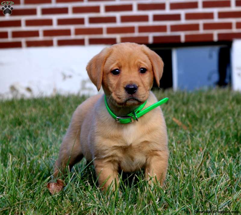 Red Lab Puppy