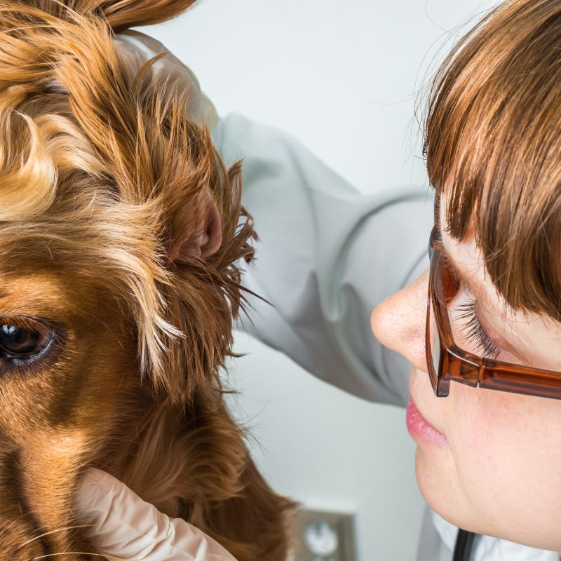 How to Care for Your Sick Pup | Greenfield Puppies