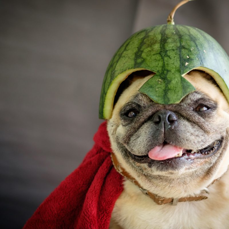 12 Dogs That Have Saved Human Lives | Greenfield Puppies