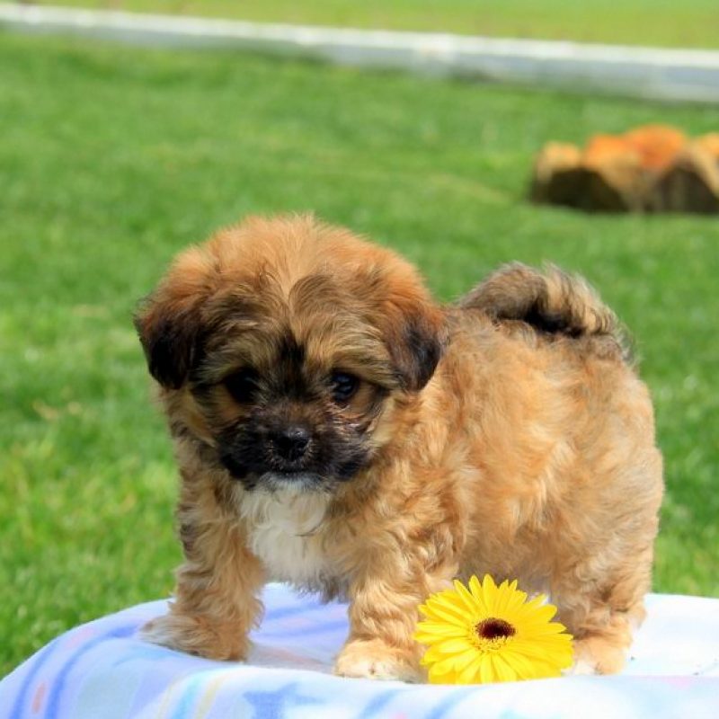 Chi-Chon Puppies for Sale | Greenfield Puppies