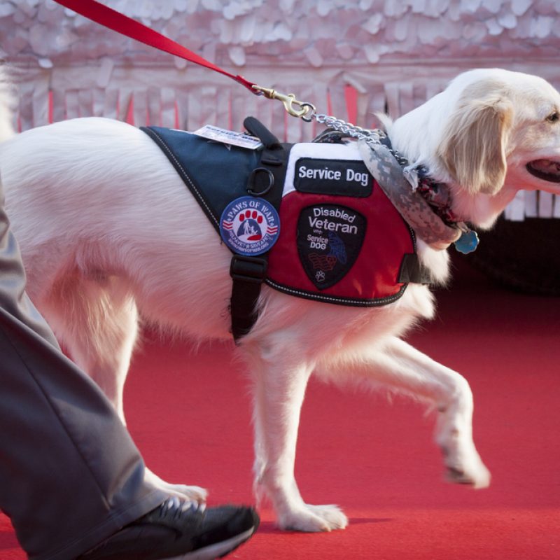 5 Tips for Impeccable Service Dog Etiquette | Greenfield Puppies