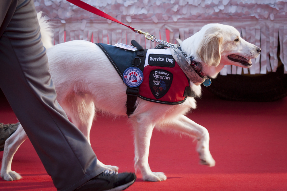 5 Tips for Impeccable Service Dog Etiquette | Greenfield Puppies