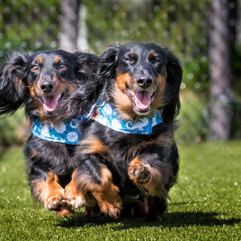 Adorable Famous Wiener Dogs | Greenfield Puppies