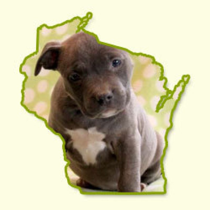Wisconsin - Greenfield Puppies