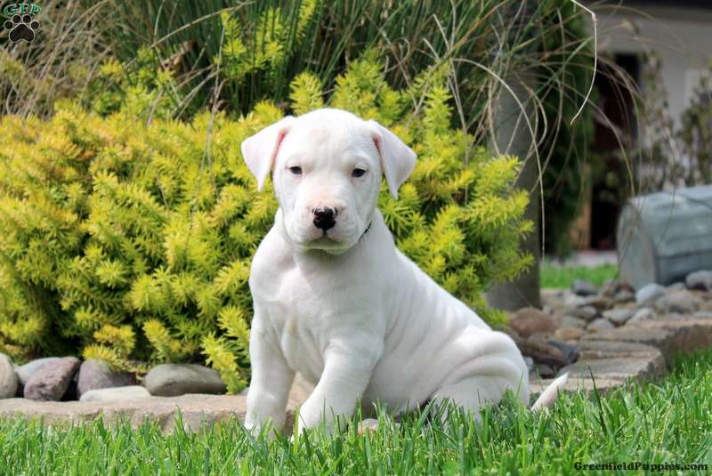 Dogo Argentino Puppies Dogo Argentino Een Temperamentvolle Hond Dogo Argentino Puppies Dogo Argentino Een Temperamentvolle Hond