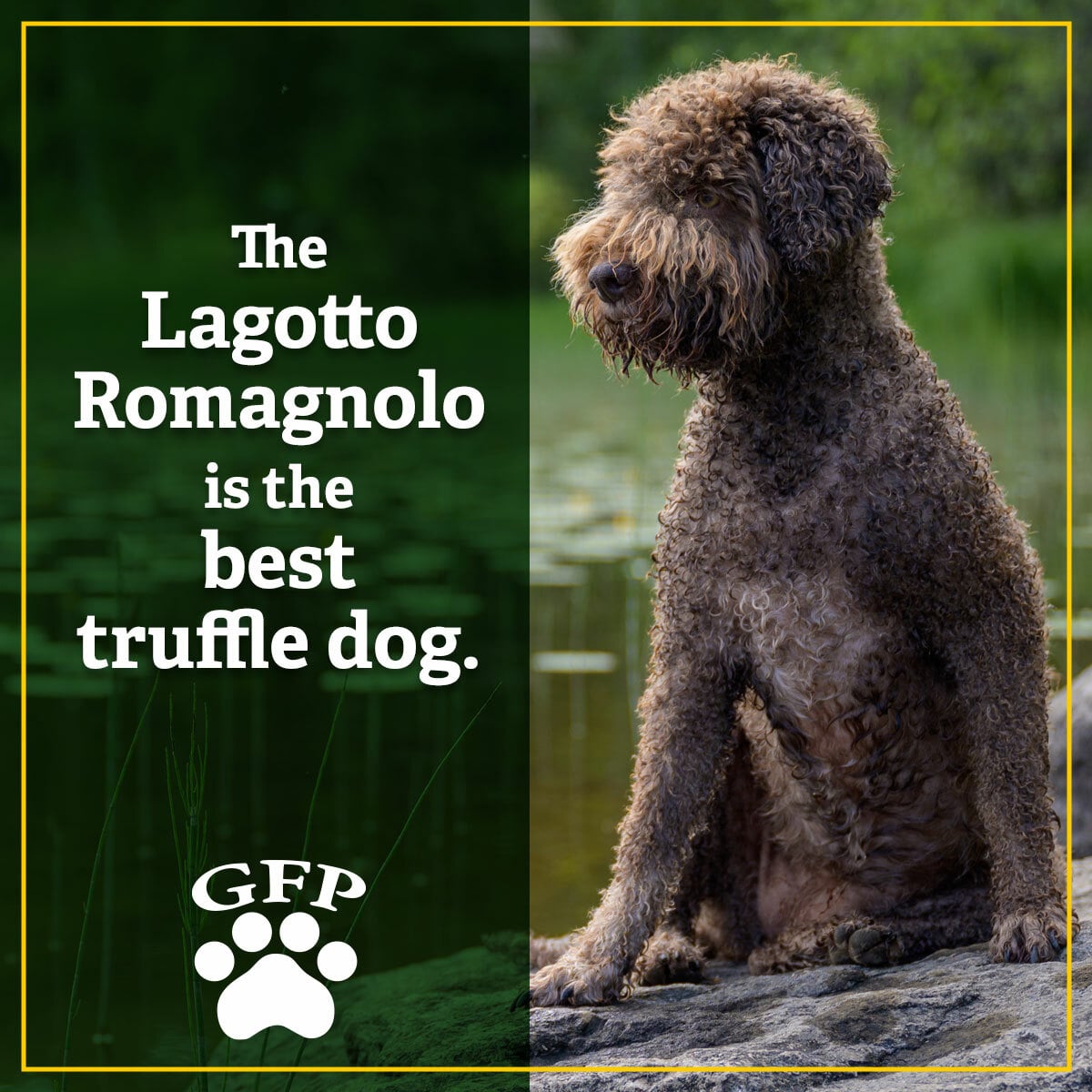 10 Facts About the Lagotto Romagnolo - Greenfield Puppies