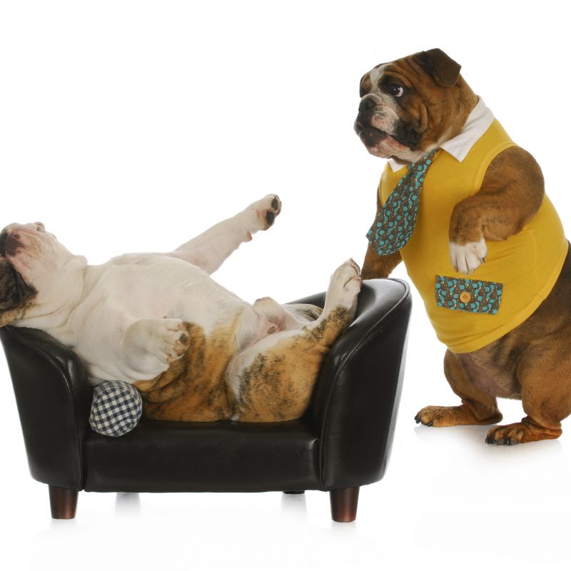 6 Pieces of Advice from Dogs | Greenfield Puppies