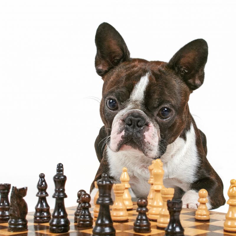 5 Adorable and Hilarious Examples of Dog Logic | Greenfield Puppies