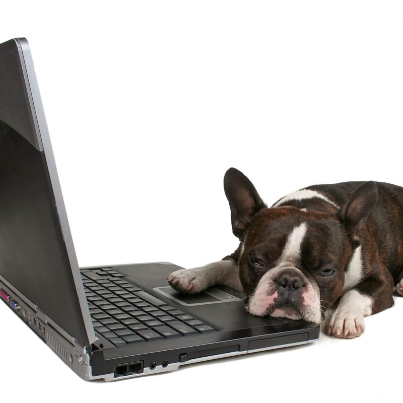 2 of the Most Memorable Dog Memes of All Time | Greenfield Puppies