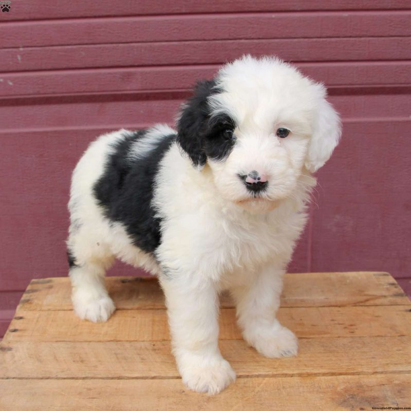Sheepadoodle Puppies for Sale | Greenfield Puppies