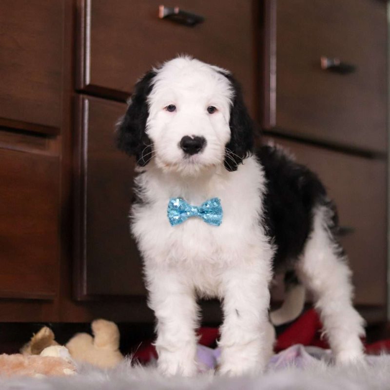 Sheepadoodle Puppies for Sale - Greenfield Puppies